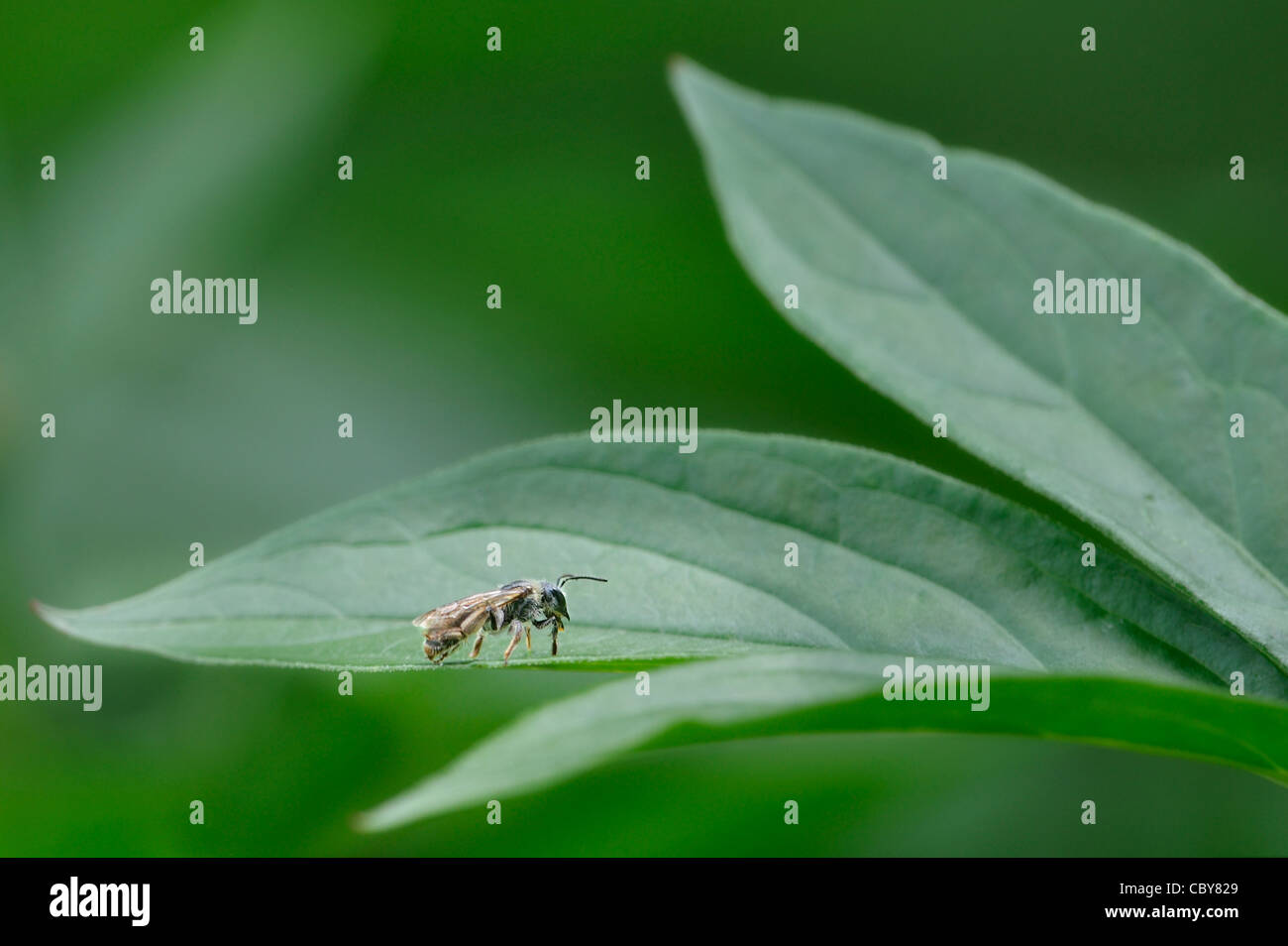 Wasp on the leaf hi-res stock photography and images - Alamy
