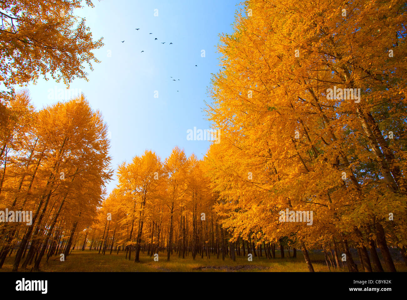 Autumn trees in Inner Mongolia Stock Photo - Alamy