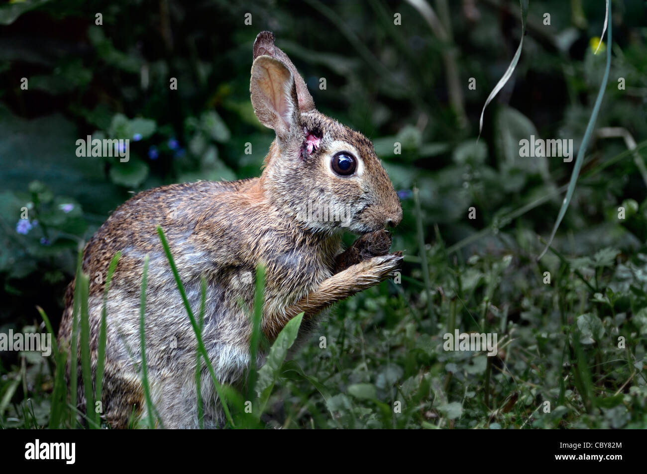Sore ears hi-res stock photography and images - Alamy