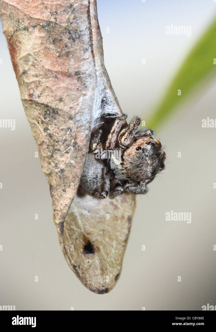 Wrapped up in a spider web hi-res stock photography and images - Alamy