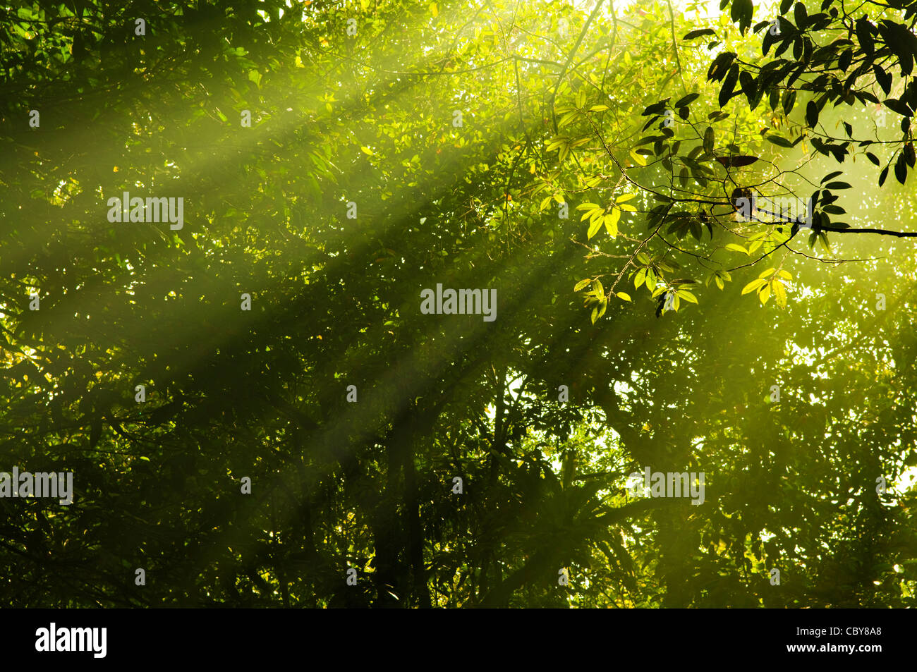 Golden morning sunbeam in forest Stock Photo - Alamy