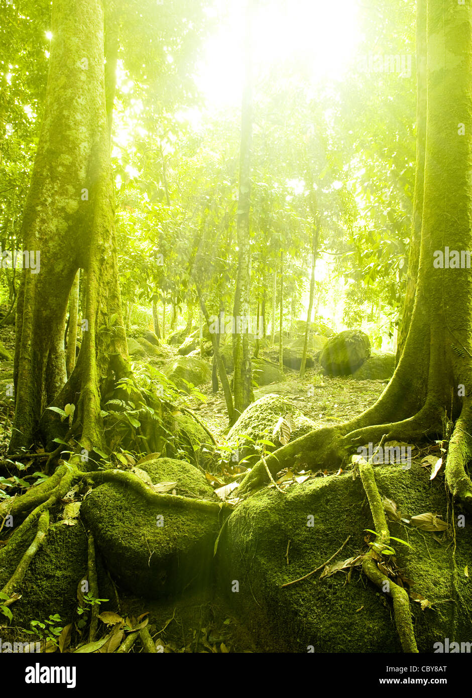 Green forest with ray of light Stock Photo - Alamy