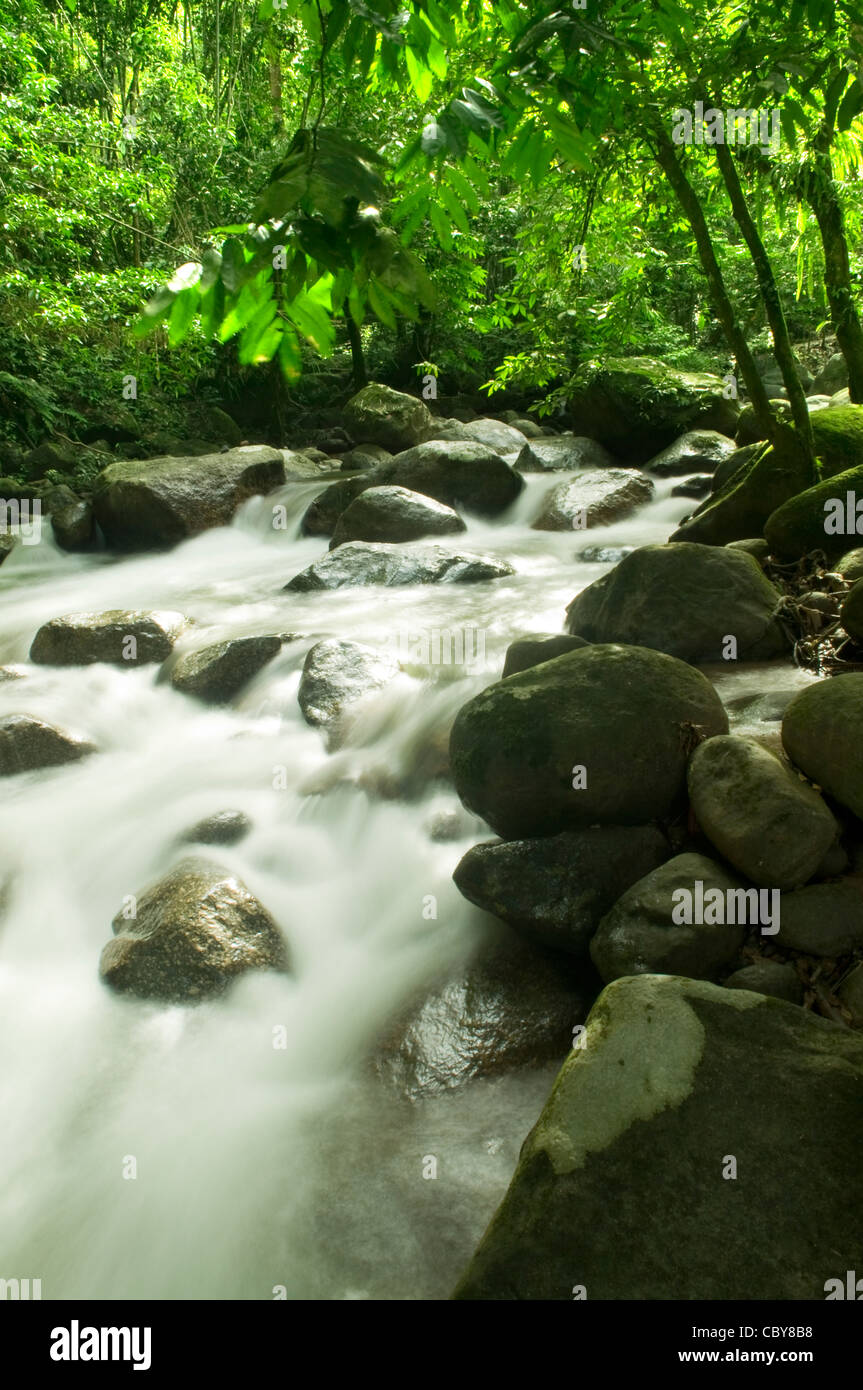 Mountain stream in a forest Stock Photo - Alamy
