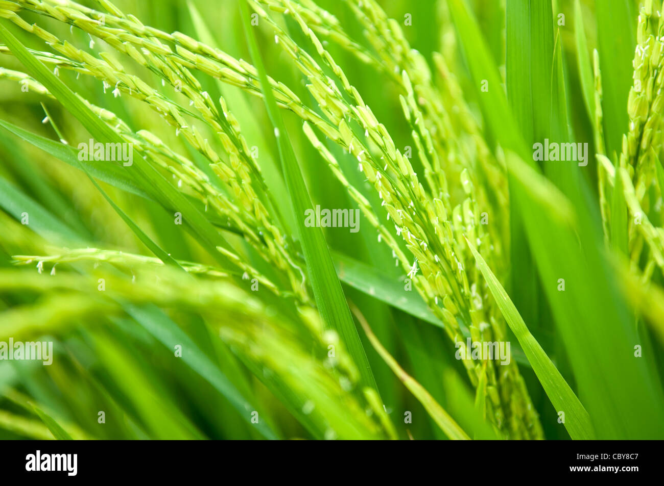 Close up of green paddy rice Stock Photo - Alamy
