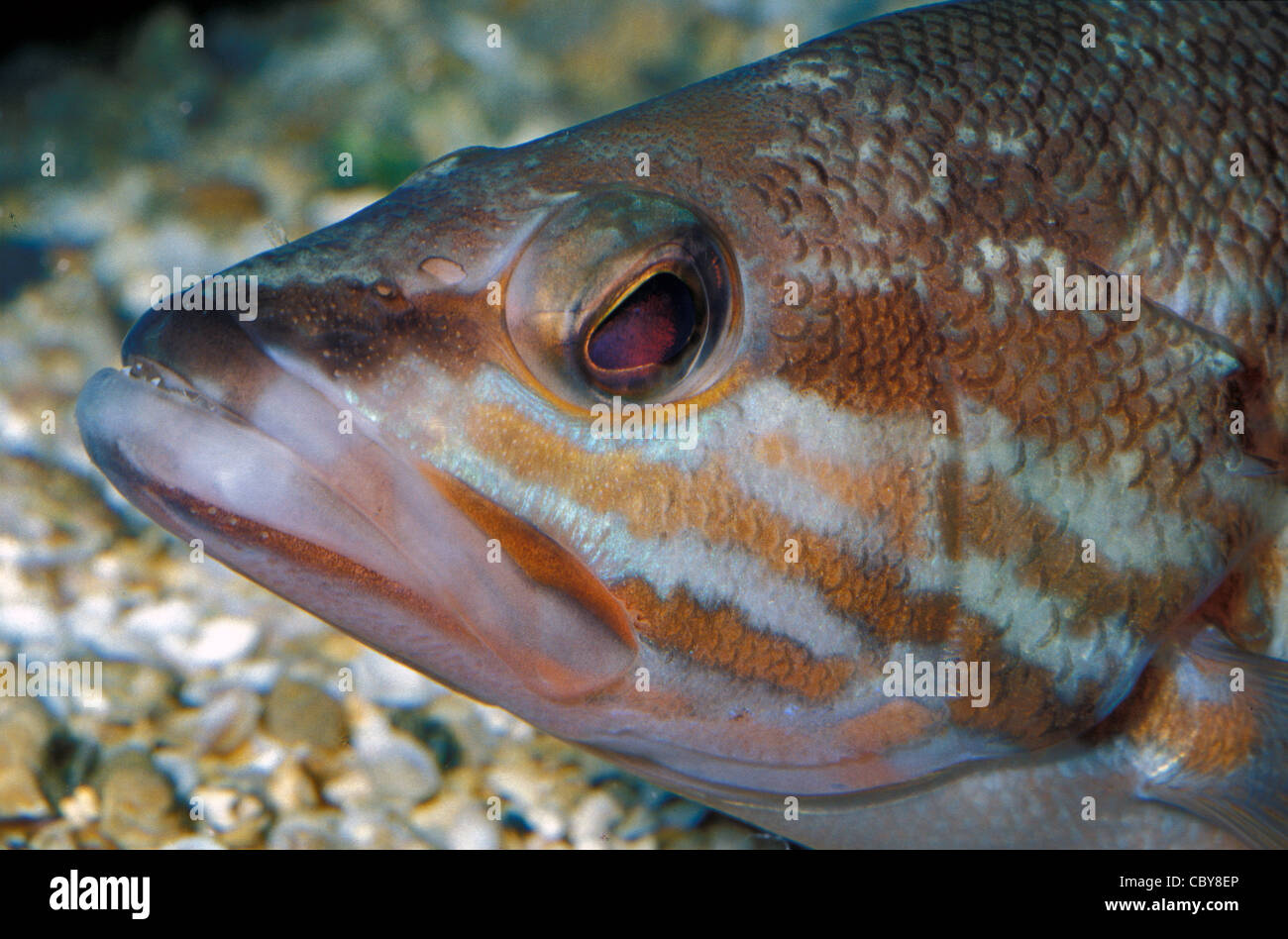 Comber Fish Serranus cabrilla, Serranidae, Mediterranean Sea Stock ...
