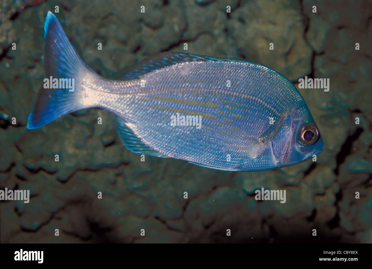 Cantharus hi-res stock photography and images - Alamy