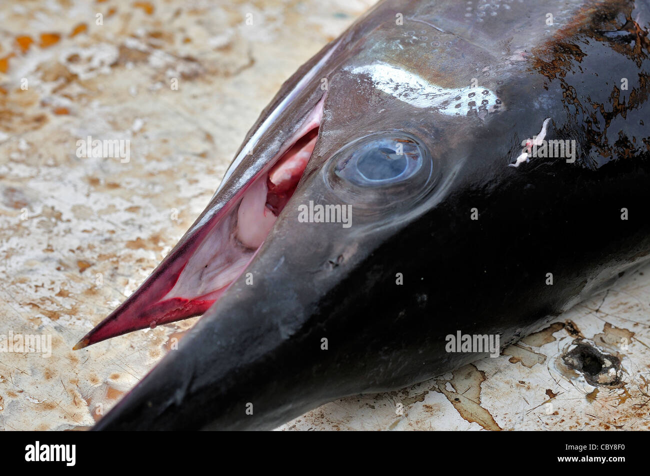 Swordfish Xiphias gladius, Xiphiidae Capraia island, Tuscany, Italy ...
