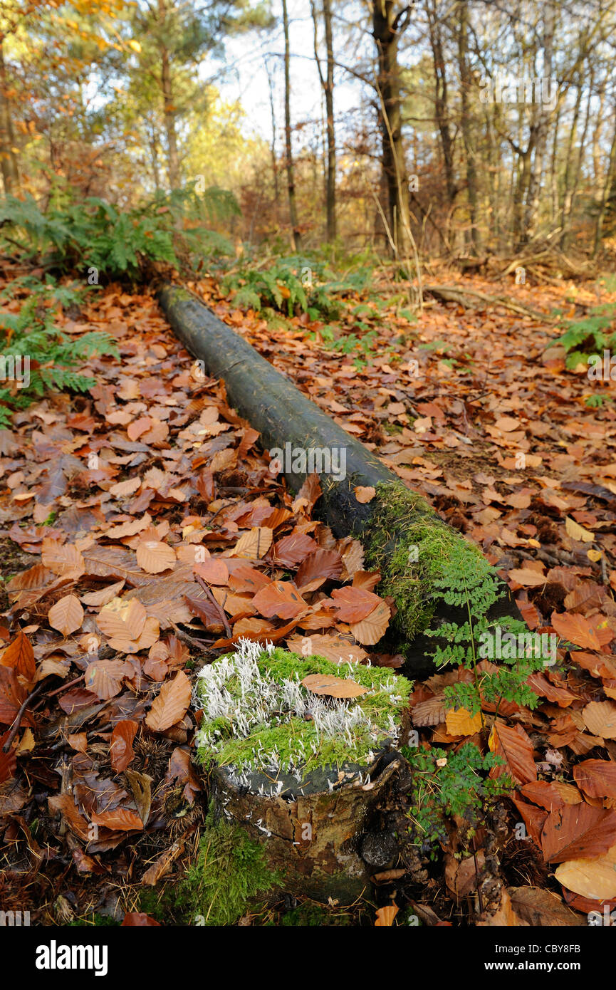 Woodland habitat, fallen coniferous tree showing candlesnuff fungus ...