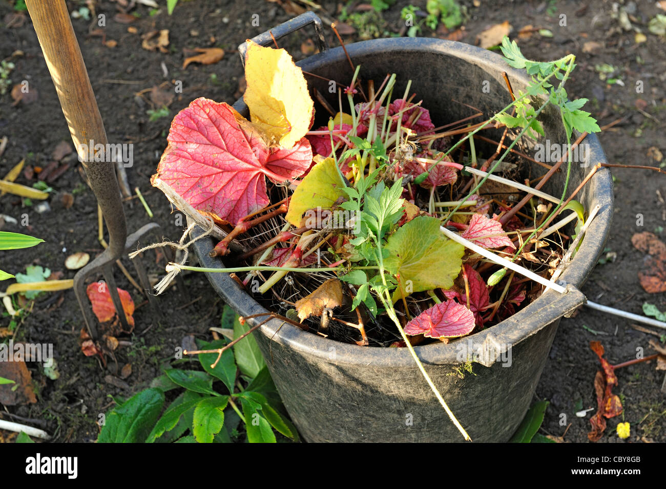 Tidying the garden, Plastic bucket with gathered vegetation ready for ...