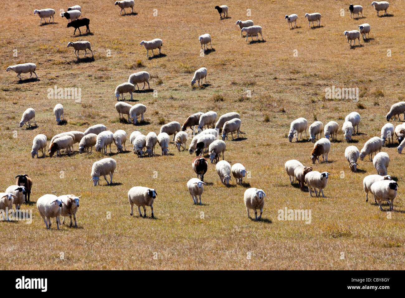 Mongolia Sheep High Resolution Stock Photography and Images - Alamy