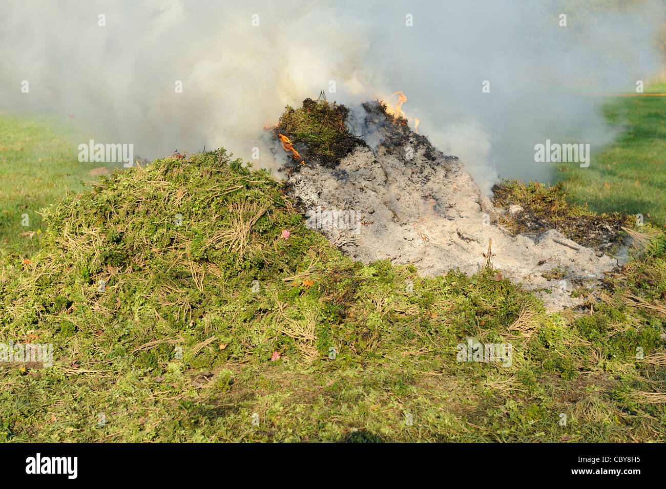 Box blight disease hi-res stock photography and images - Alamy