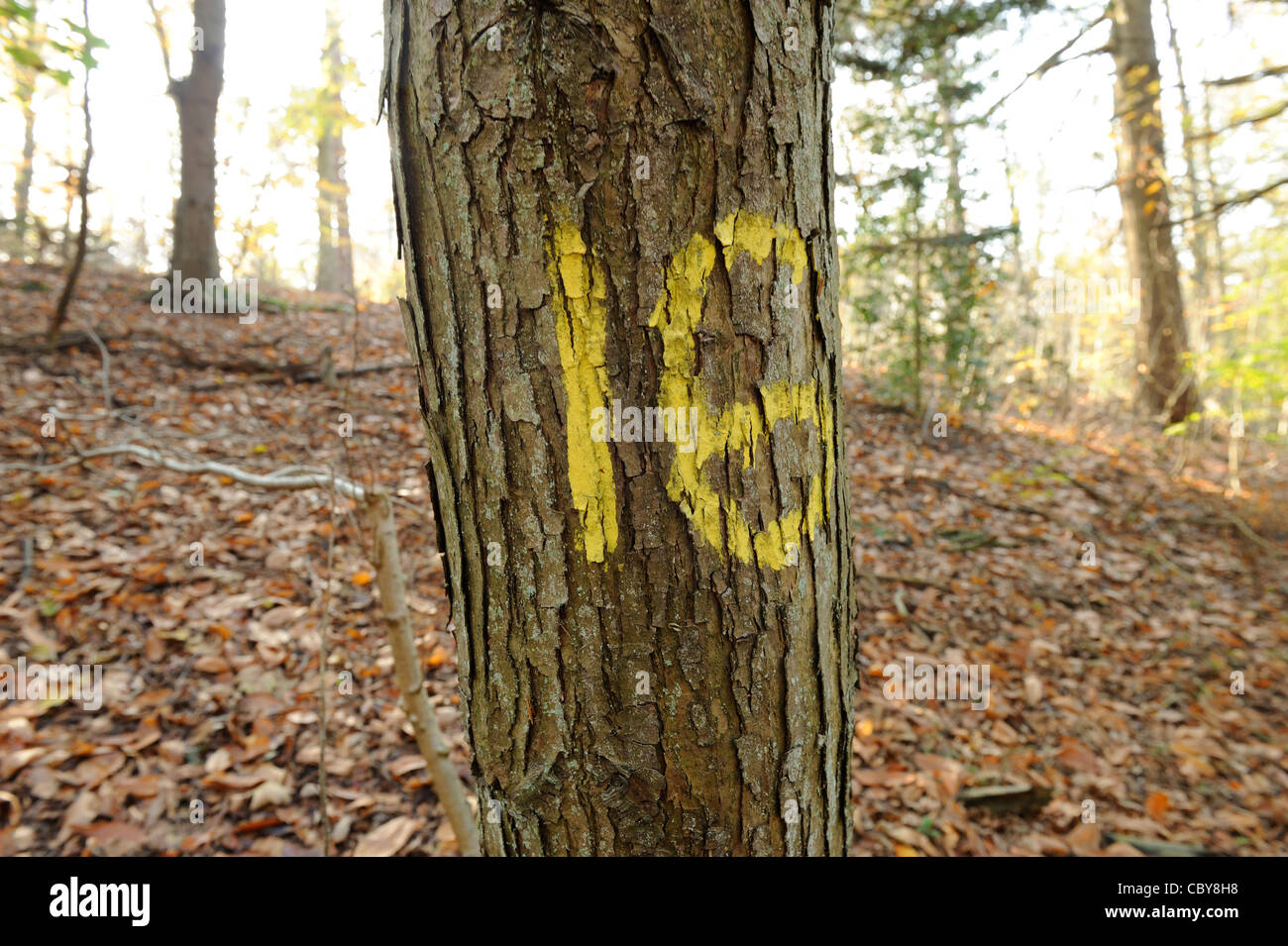 Tree paint hi-res stock photography and images - Alamy