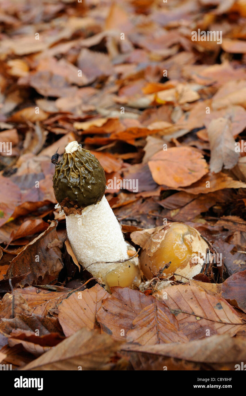 The phallus hi-res stock photography and images - Alamy