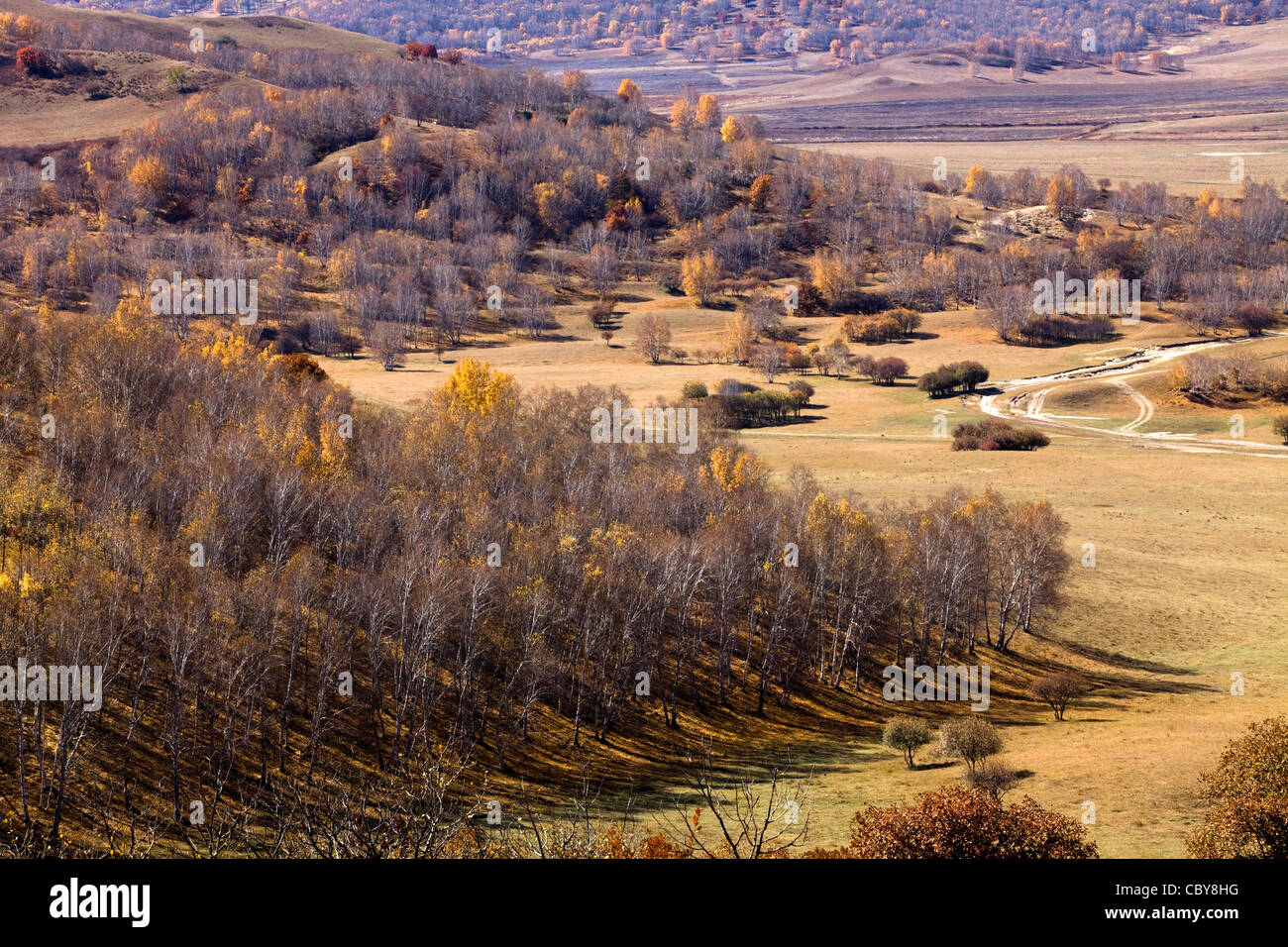 View of forests in Inner Mongolia Stock Photo - Alamy