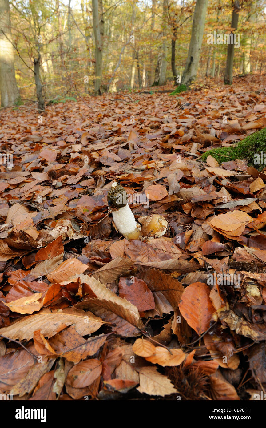 Stinkhorn Phallus impudicus Stock Photo - Alamy