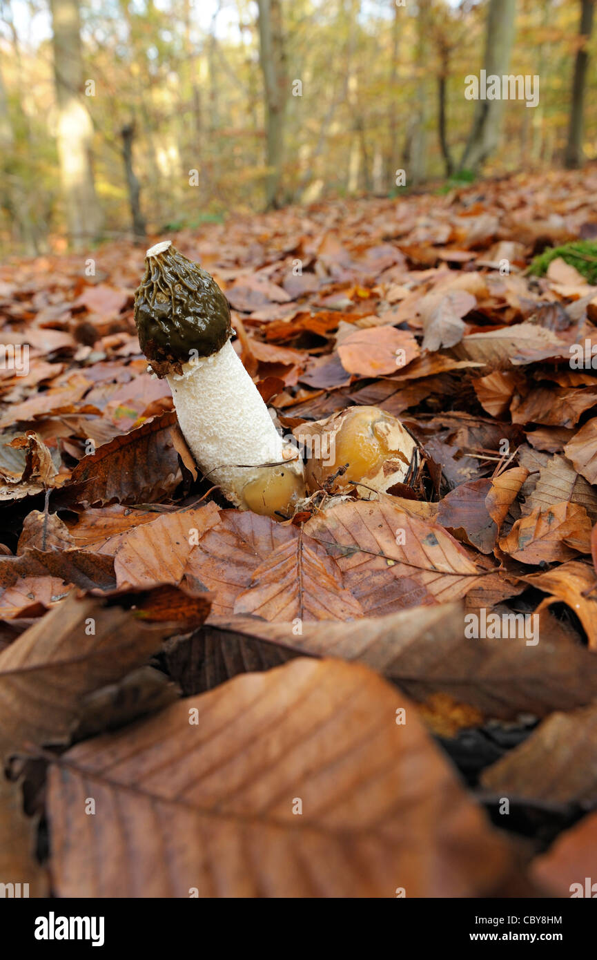 Stinkhorn Phallus impudicus Stock Photo - Alamy