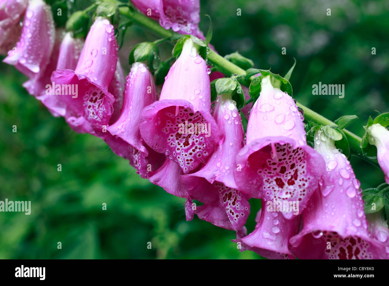 Common Foxglove herbaceous perennial. Family: Plantaginaceae, Genus ...