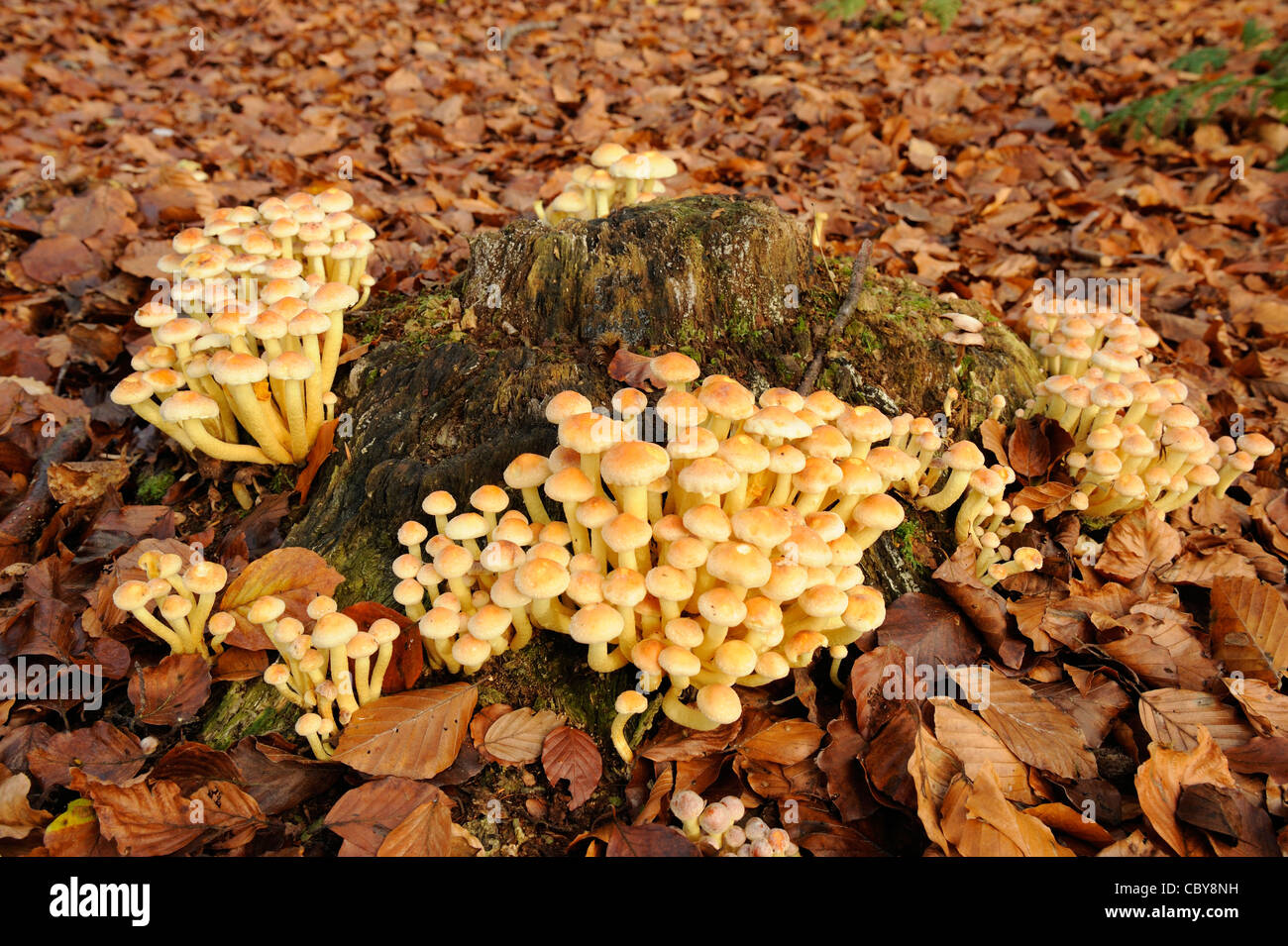 Woodland fungi, Sulphur tuft, Hypholoma growing on rotting tree stump ...
