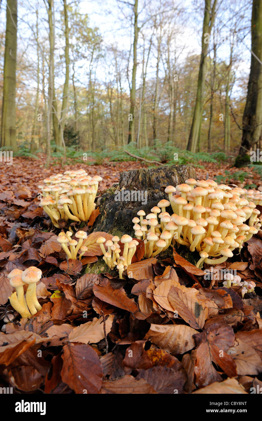 Woodland fungi, Sulphur tuft, Hypholoma growing on rotting tree stump ...