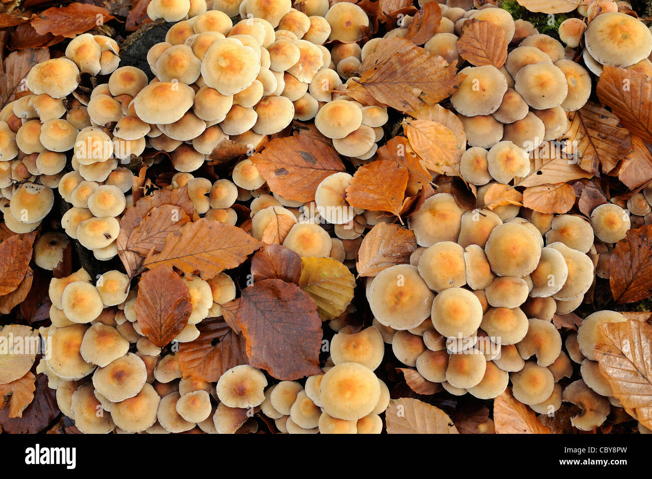 Woodland fungi, Sulphur tuft, Hypholoma growing and fallen beech leaves ...