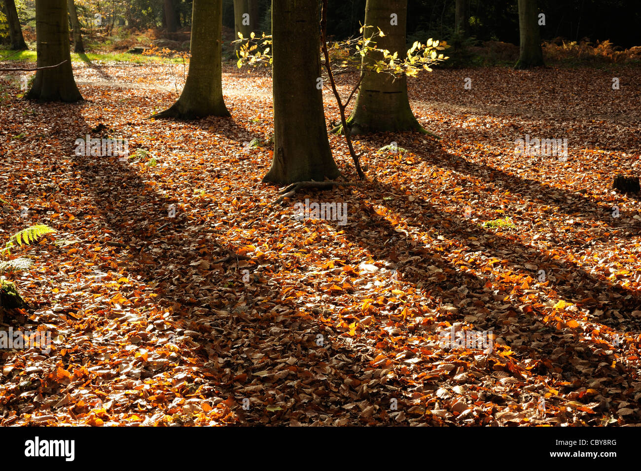 Shadows of autumnal leaves hi-res stock photography and images - Alamy