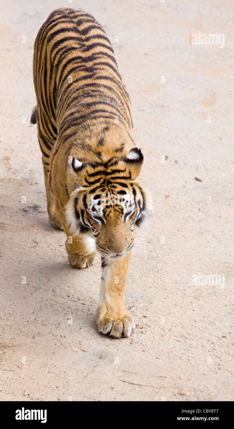 Biggest feline hi-res stock photography and images - Alamy
