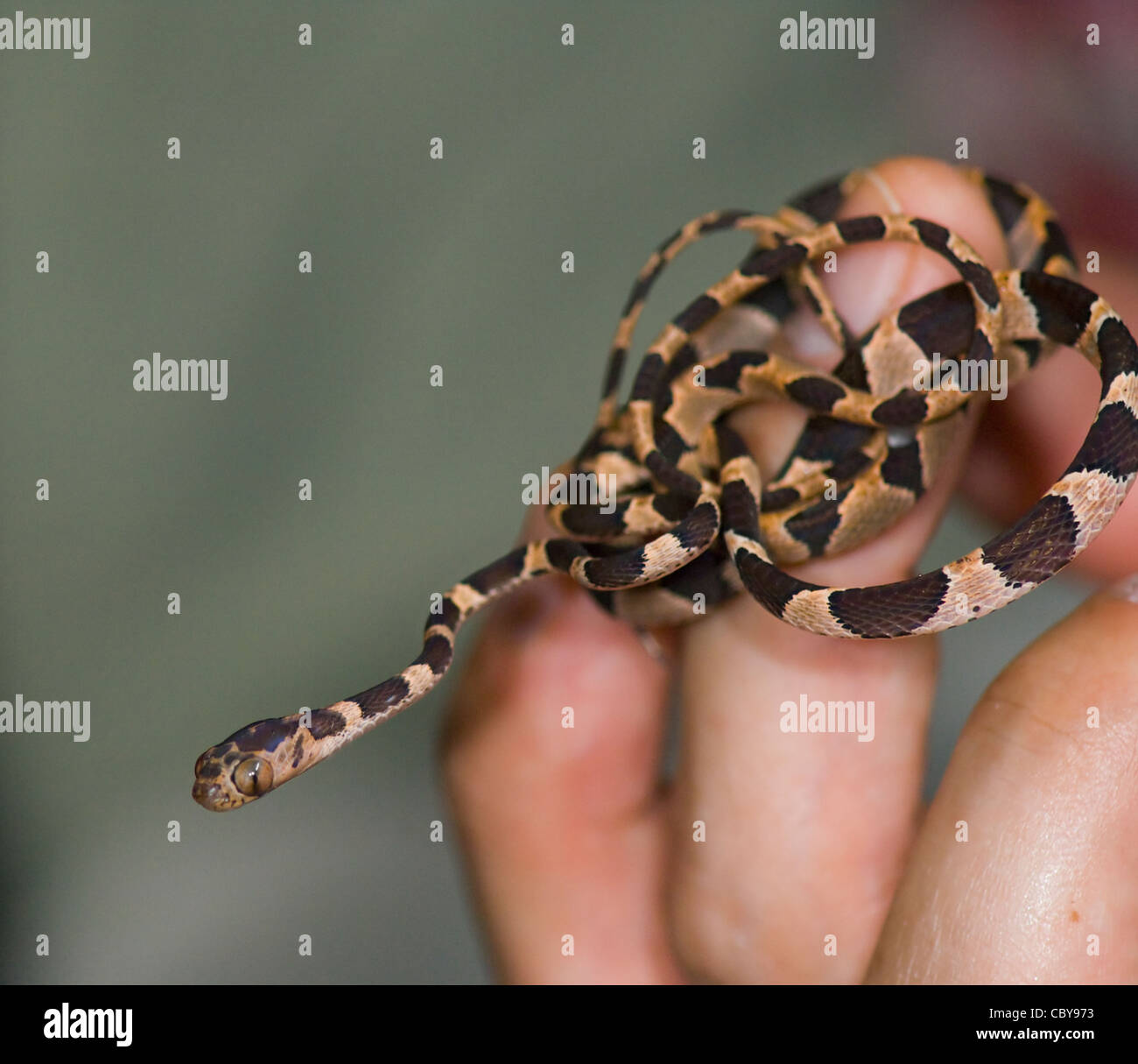 Blunt headed vine snake hi-res stock photography and images - Alamy