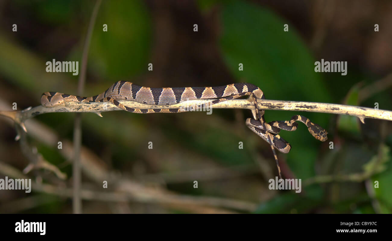 Blunt headed Vine Snake Imantodes cenchoa Costa Rica Stock Photo - Alamy