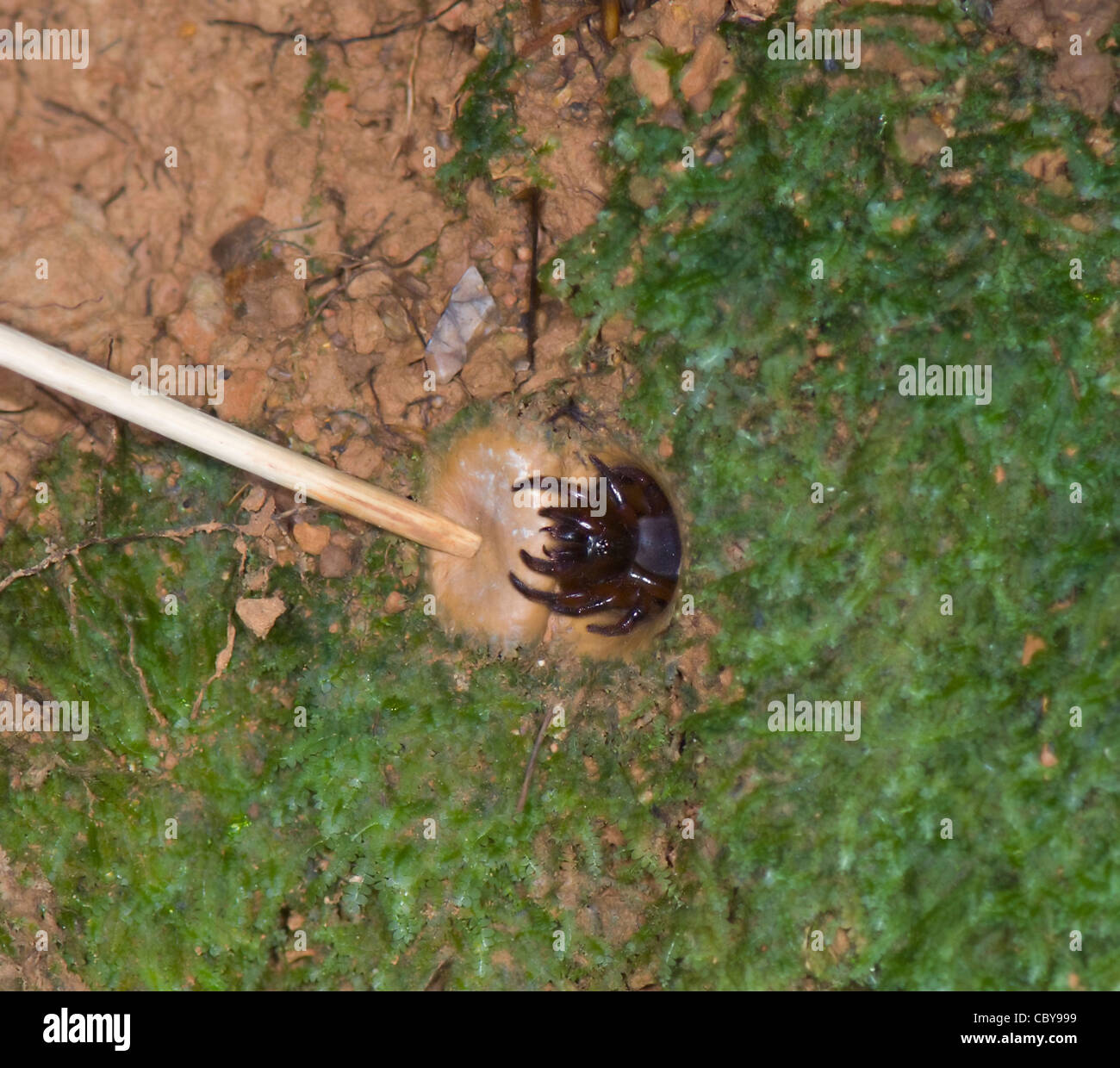 Trap Door Spider (Ctenizidae), Osa Peninsula, Puntarenas Province ...