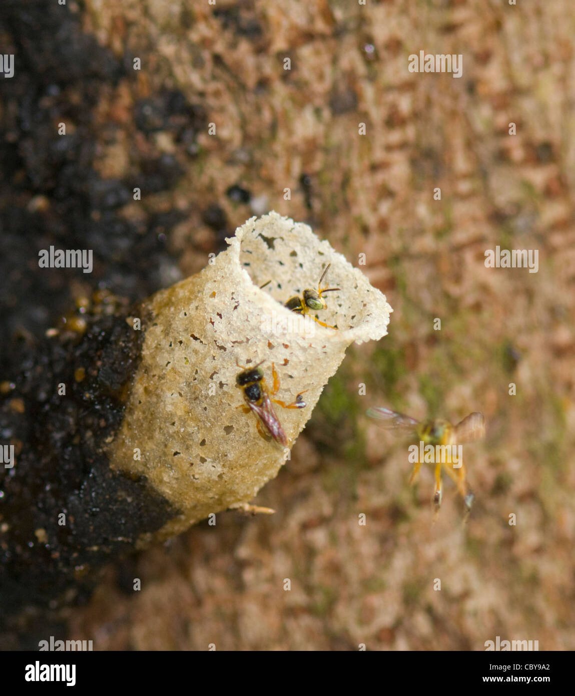 Stingless bee nest entrance hi-res stock photography and images - Alamy