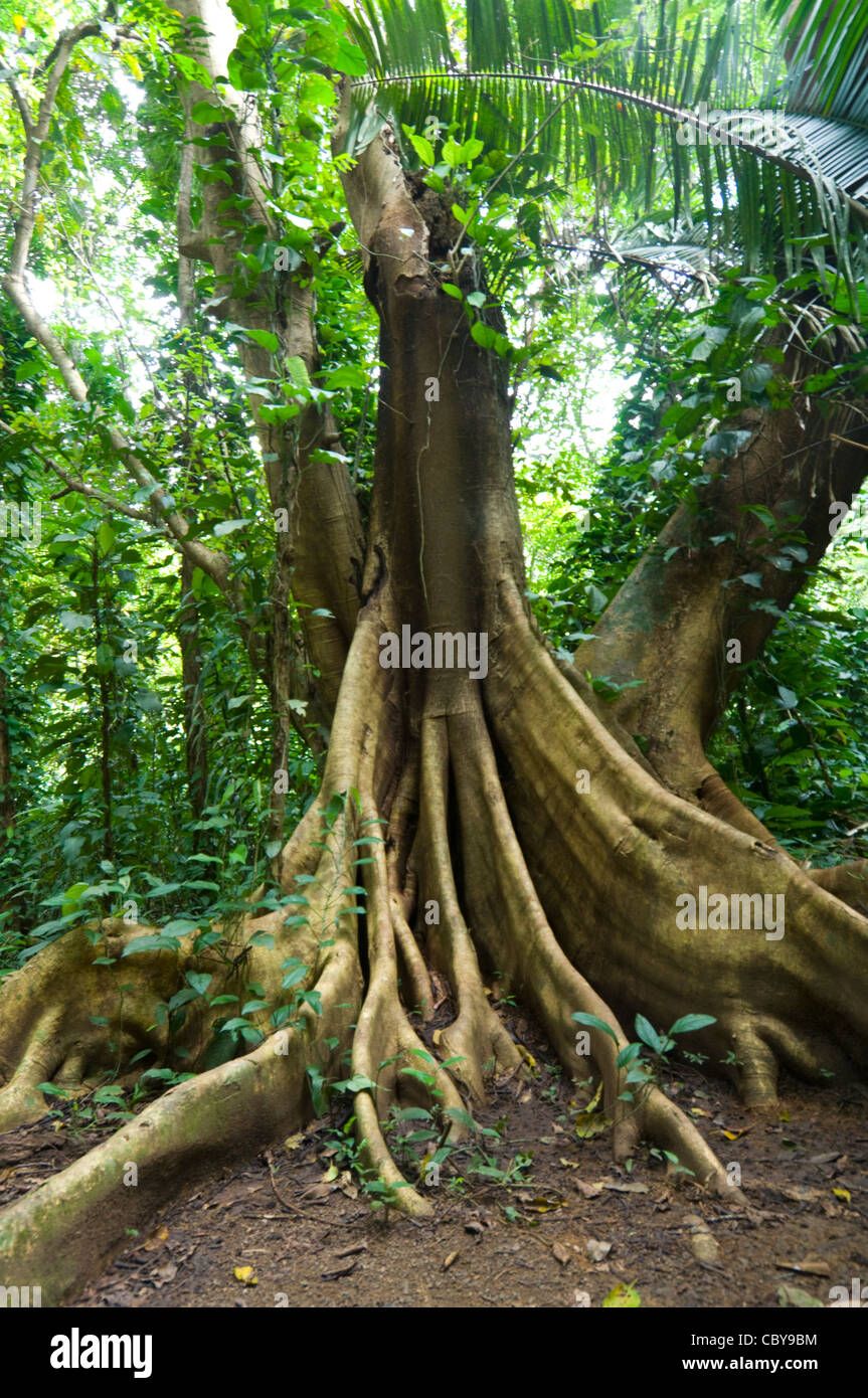 Baru tree hi-res stock photography and images - Alamy