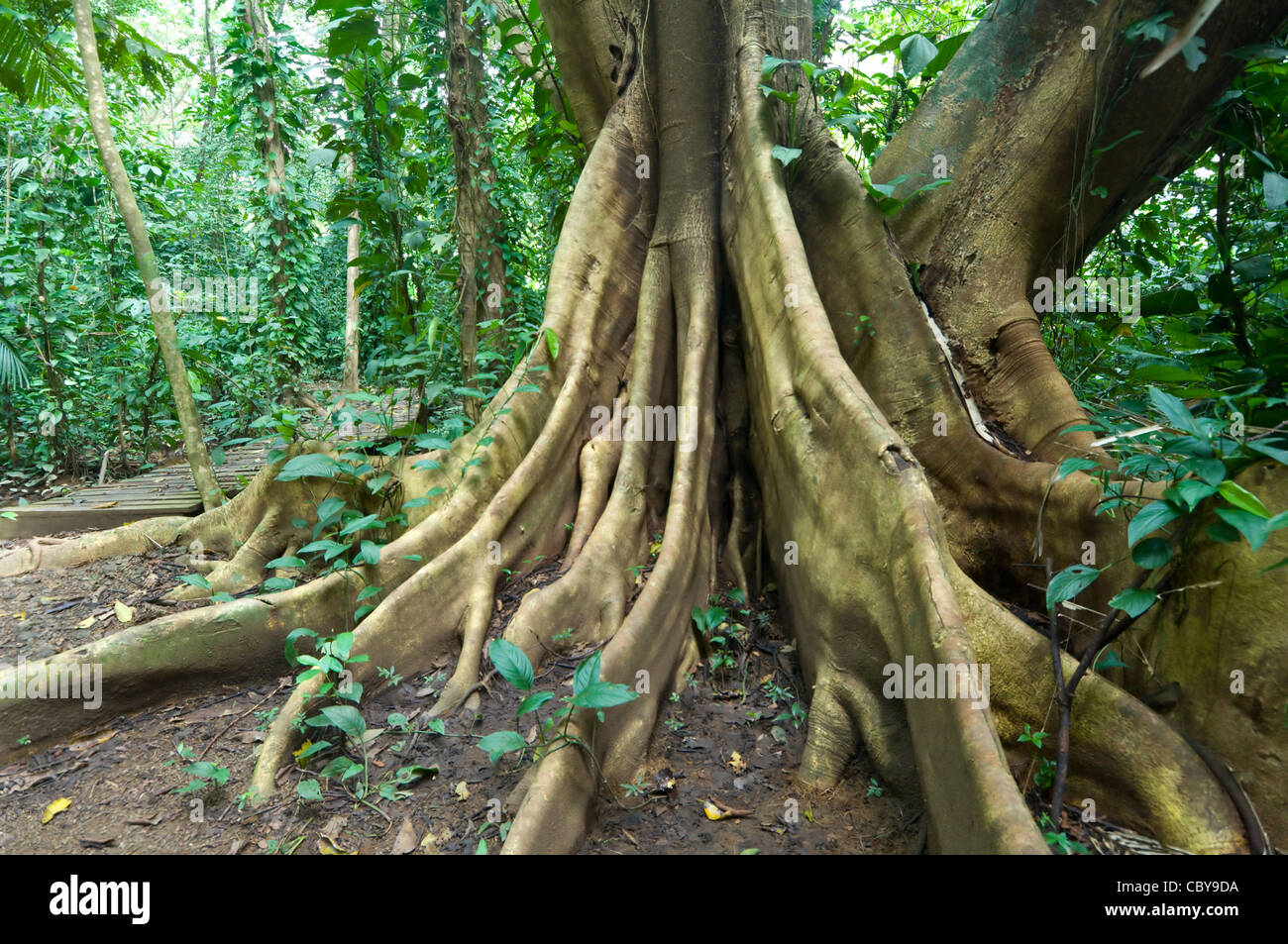 Buttress Roots Tree Hacienda Baru Costa Rica Dominical Stock Photo - Alamy