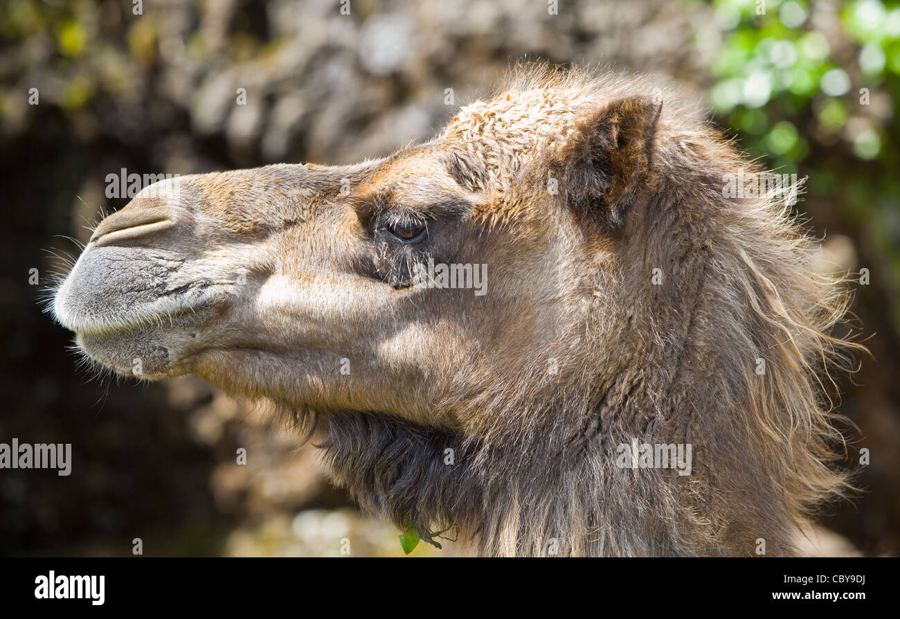 head of a funny camel in its habitat Stock Photo - Alamy