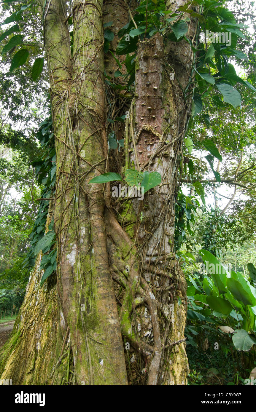 Luxuriant Vegetation on a Tree Hacienda Baru Costa Rica Puntarenas ...