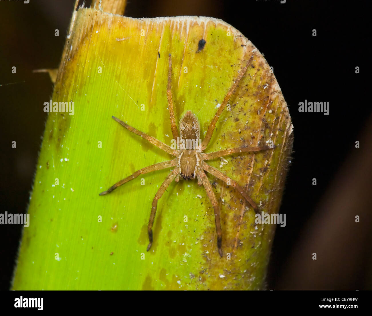 Spider costa rica hi-res stock photography and images - Alamy