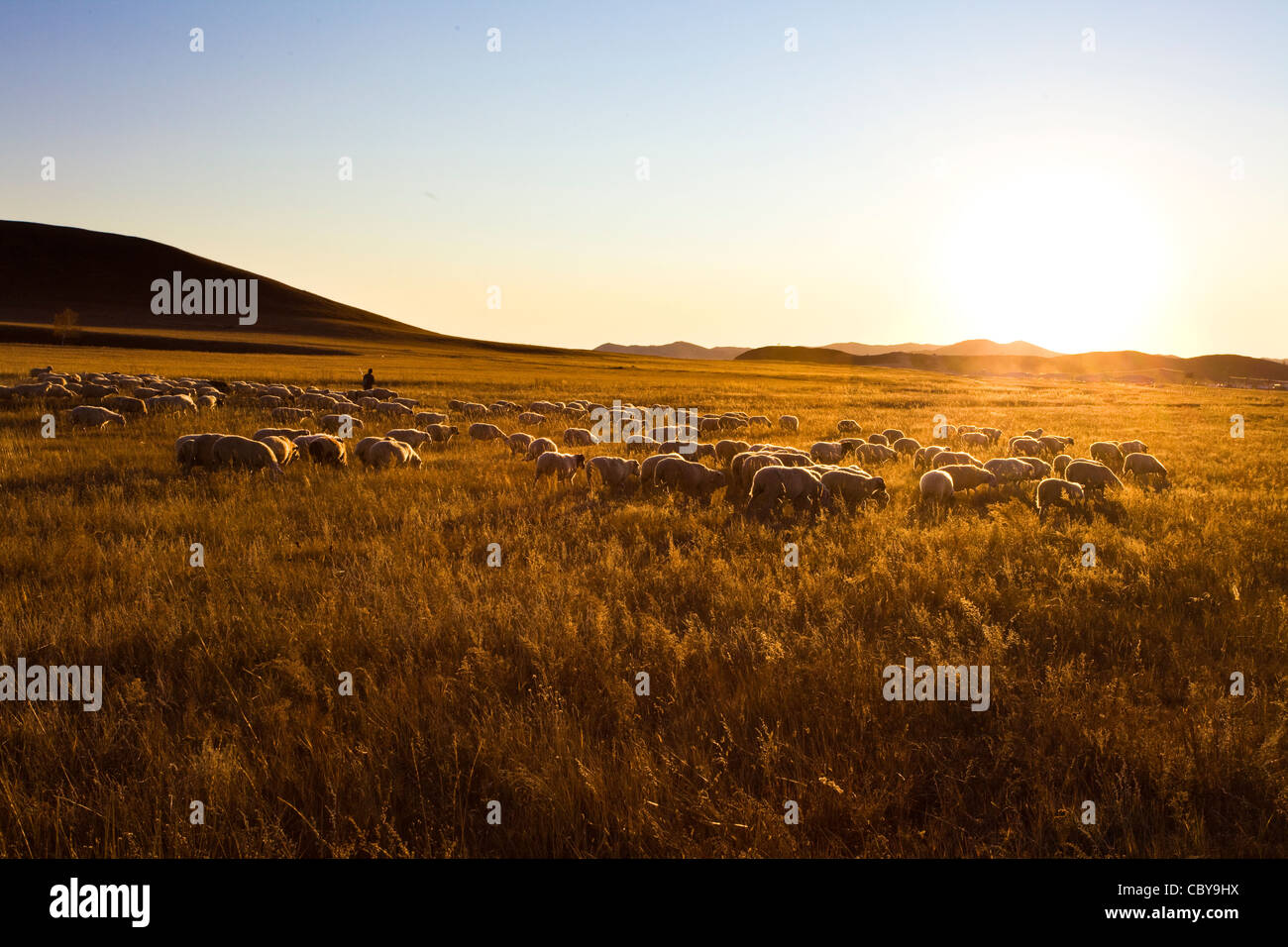 Sheep grazing in a field Stock Photo - Alamy