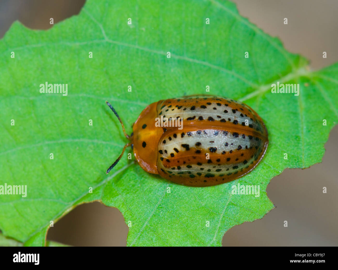 Tortoise Beetle (Chrysomelidae, Hispinae Subfamily), Costa Rica Stock ...