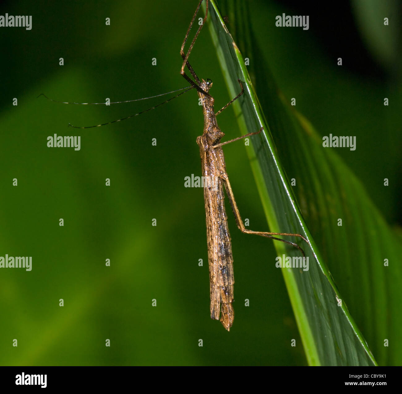 Walking stick insect hi-res stock photography and images - Alamy