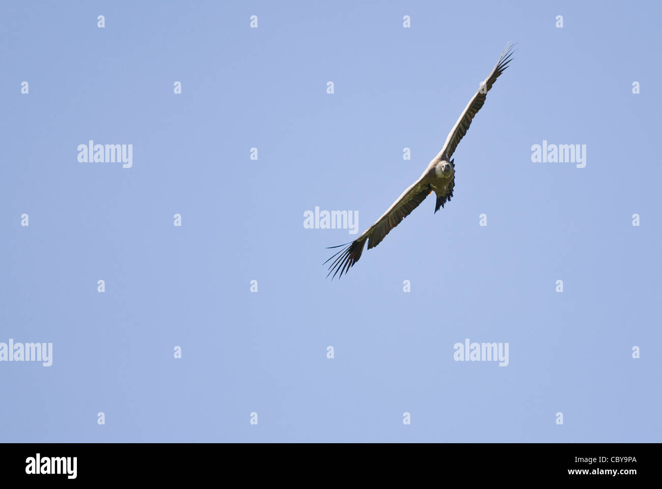 image of a vulture flying over the blue sky Stock Photo - Alamy
