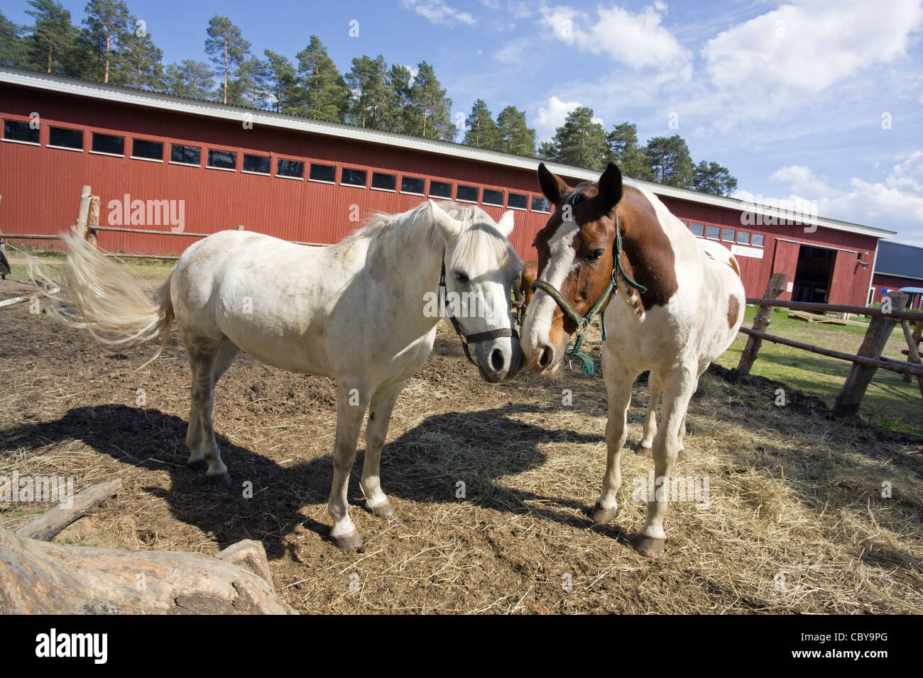Two Horses At Fence High Resolution Stock Photography and Images - Alamy