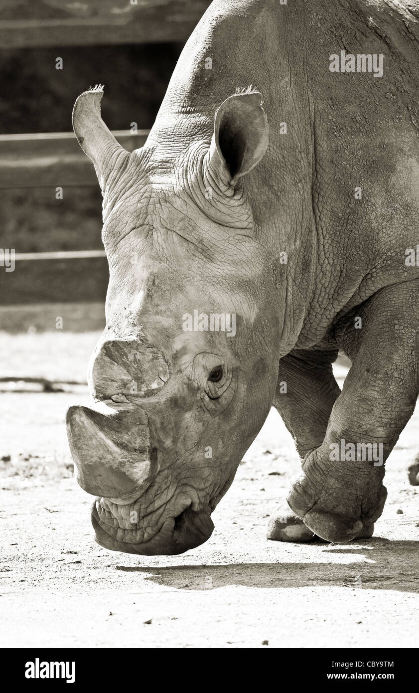 portrait of a big rhino in a zoo Stock Photo - Alamy