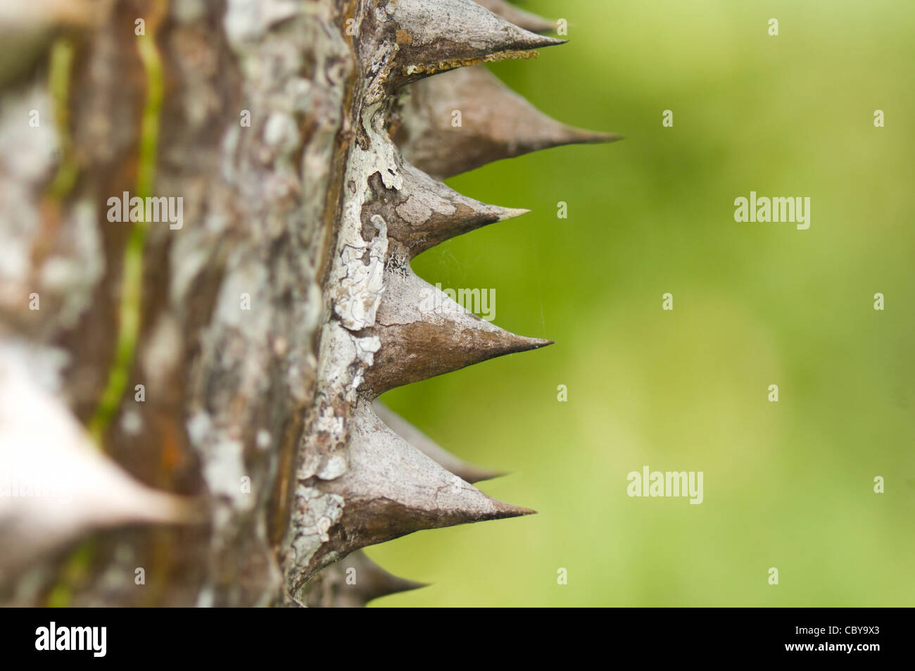 Spikey trees hi-res stock photography and images - Alamy