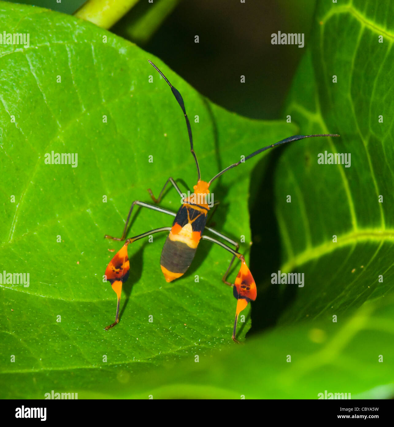 Passion Fruit Flag-wing Bug, Costa Rica Stock Photo - Alamy