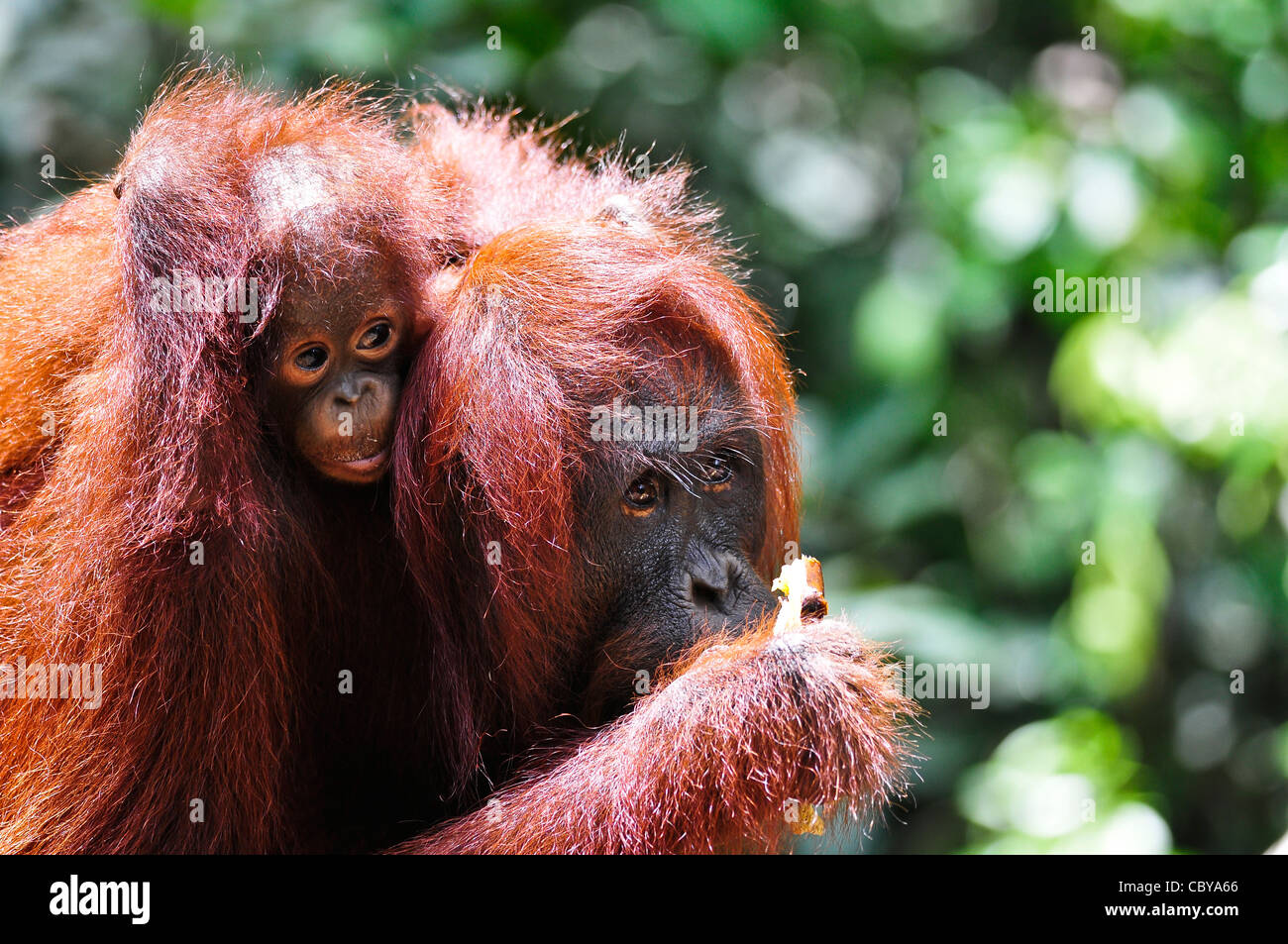 Kalimantan orangutans hi-res stock photography and images - Alamy