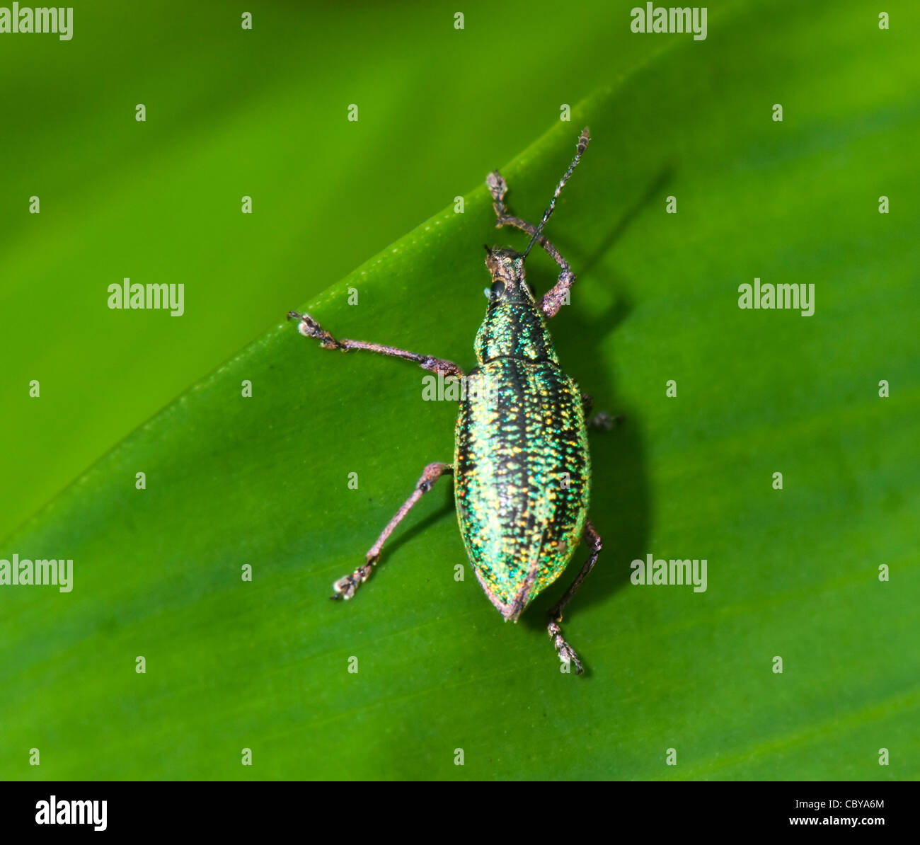 Weevil costa rica hi-res stock photography and images - Alamy
