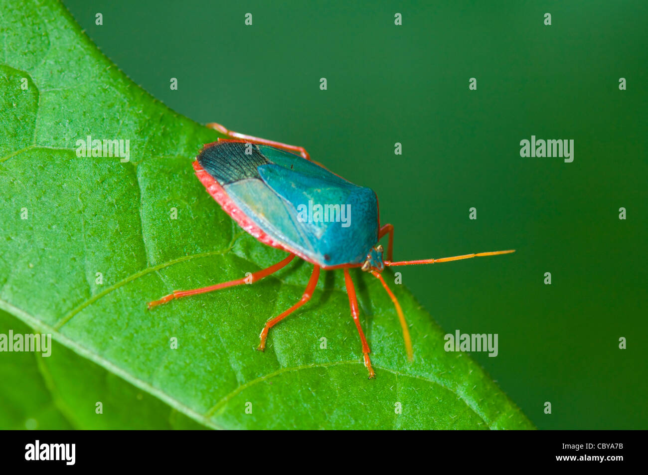 Red-legged Stink Bug (Edessa rutomarginata), Costa Rica Stock Photo - Alamy