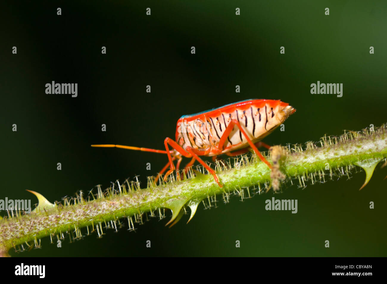 Red Stink Bug High Resolution Stock Photography and Images - Alamy