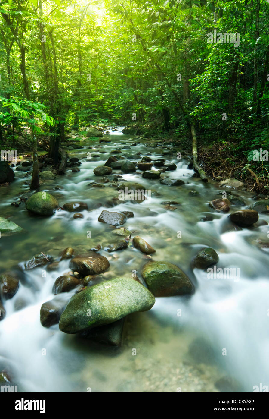 Tropical forest stream landscape mist hi-res stock photography and ...
