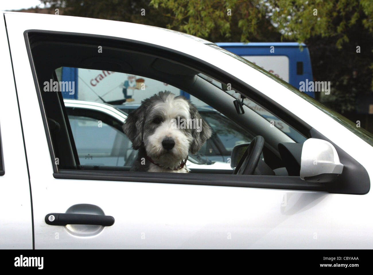 Dog appearing to drive vehicle hi-res stock photography and images - Alamy