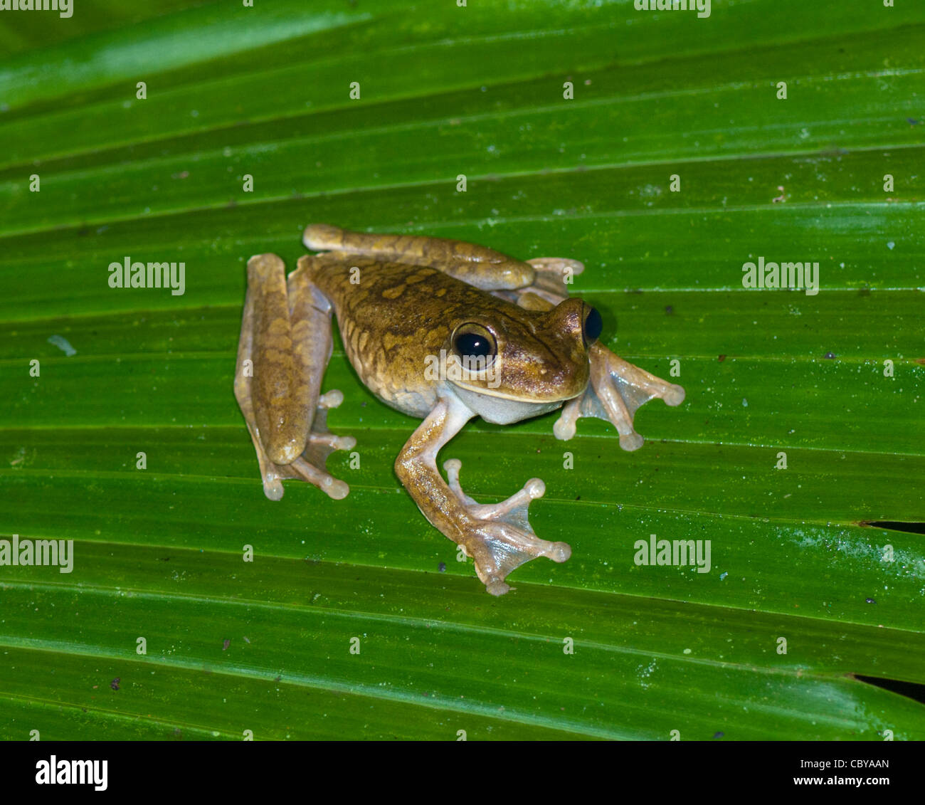 Gladiator frogs hi-res stock photography and images - Alamy